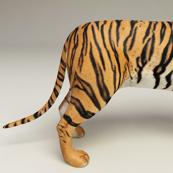 3d tiger modelled model