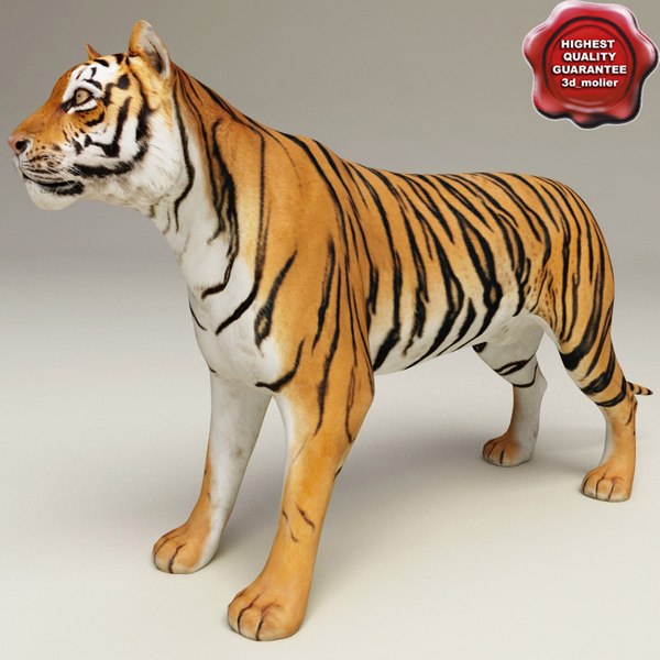 3d tiger modelled model