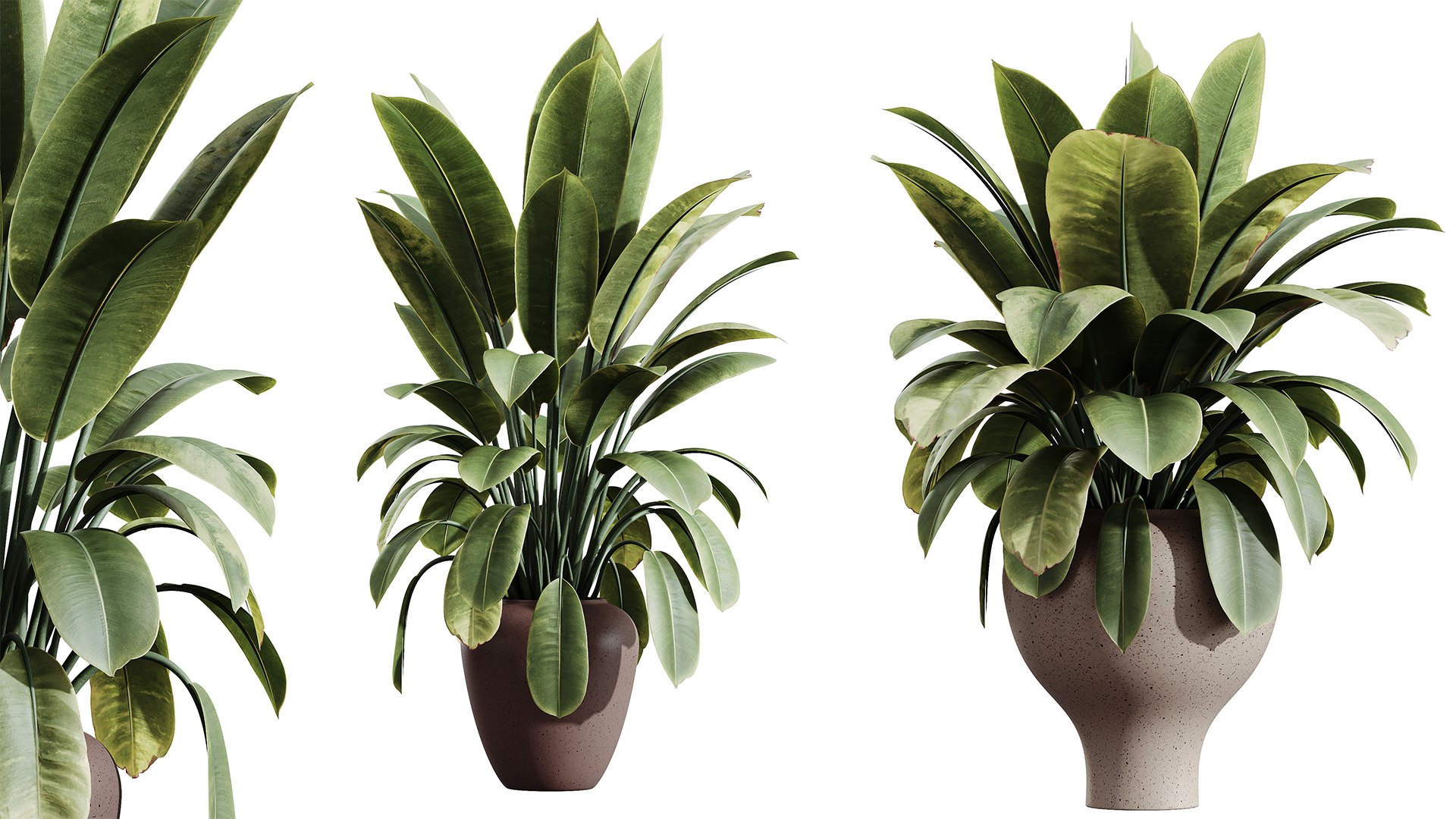 3D Model Av House Plants Ficus Elastica Robusta Abidjan - TurboSquid ...