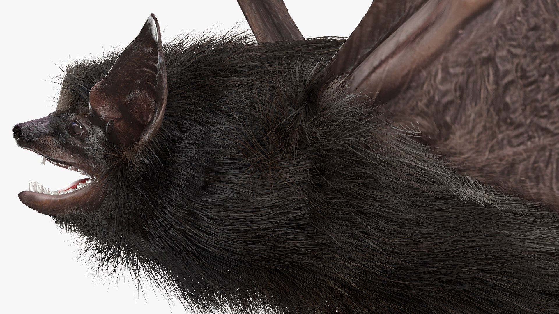 3D Flying Black Bat Fur - TurboSquid 1856506