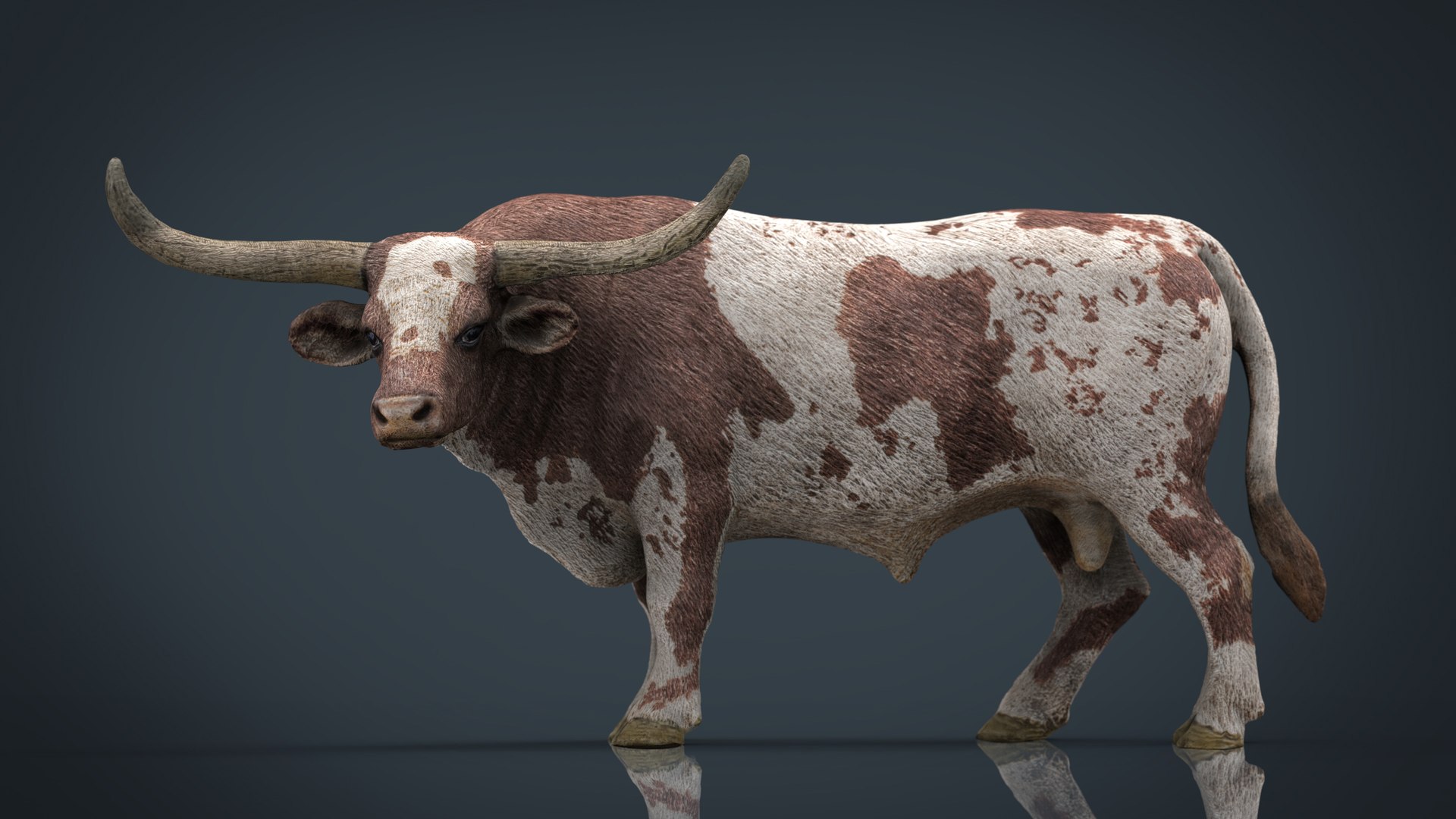 3D Texas Longhorn | 1148102 | TurboSquid
