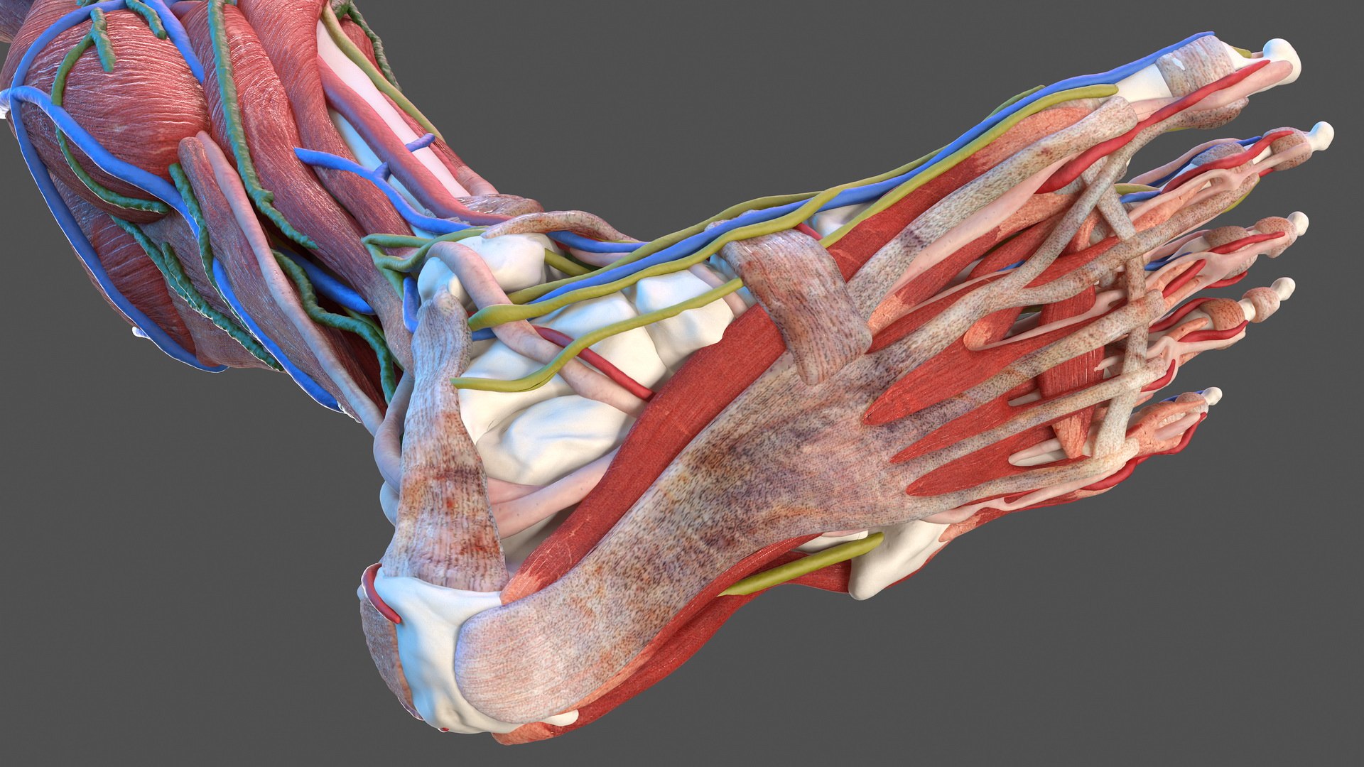 Male leg anatomy skin human 3D model - TurboSquid 1466043