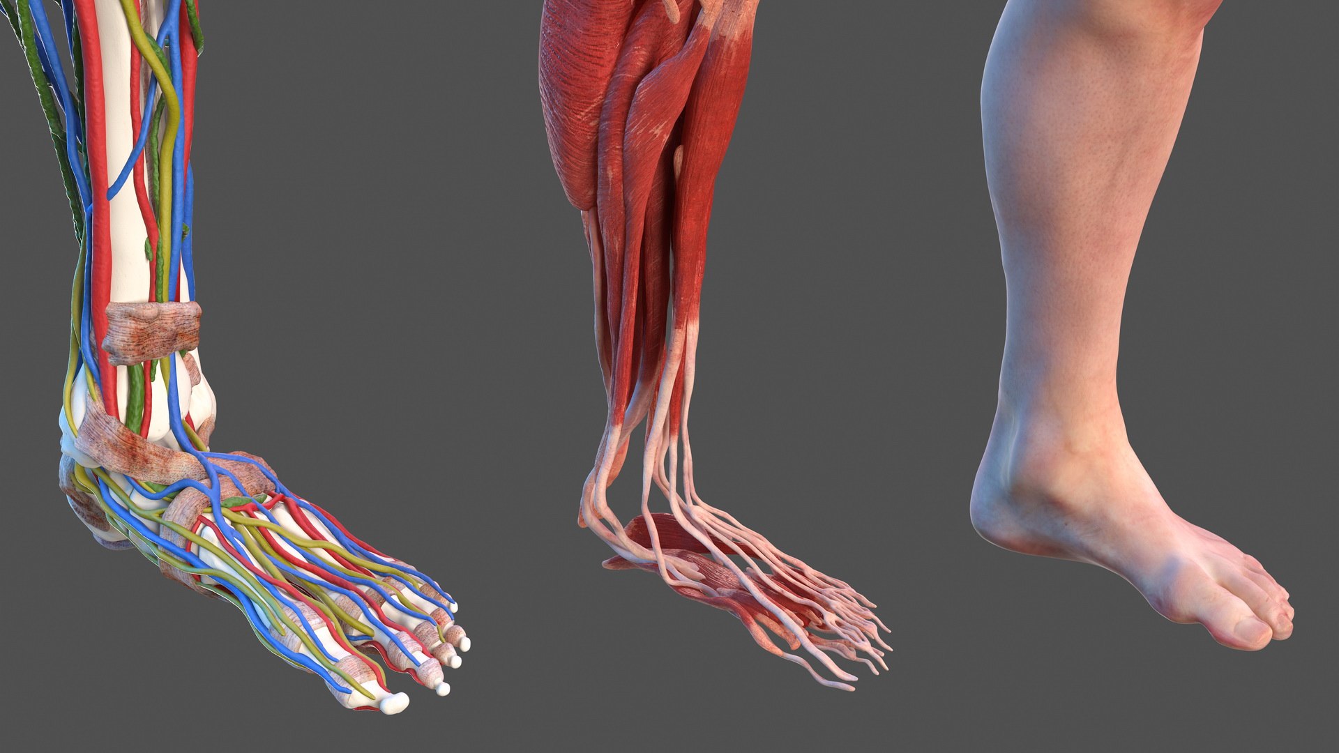 Male leg anatomy skin human 3D model - TurboSquid 1466043
