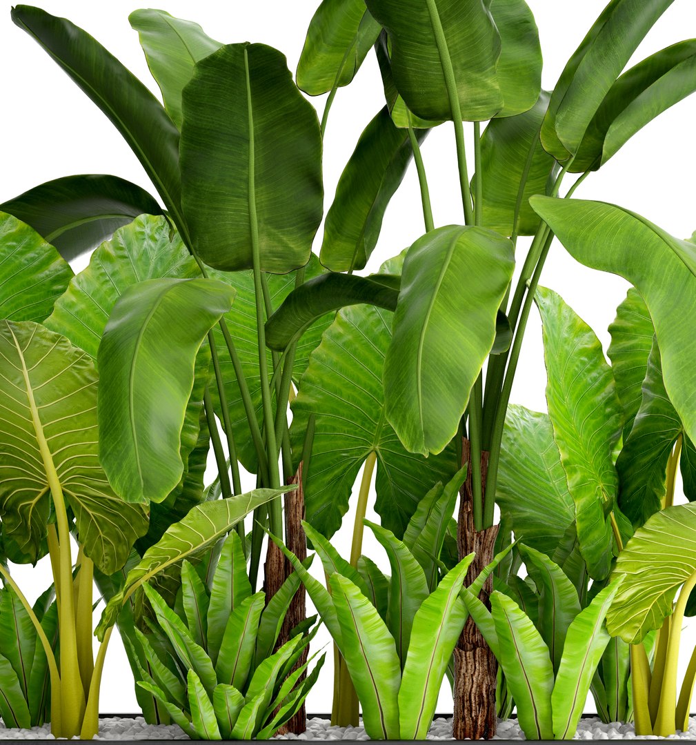 3D tropical plants flowerpot model - TurboSquid 1174496