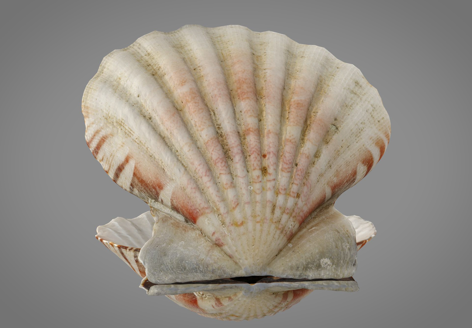 3D Model Sea Shell - TurboSquid 1960043
