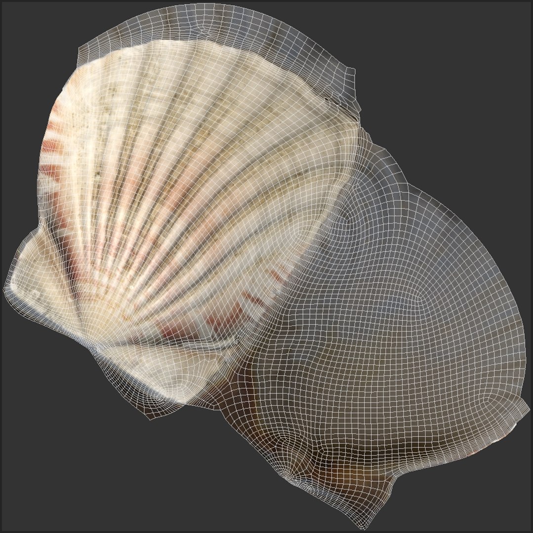 3D Model Sea Shell - TurboSquid 1960043