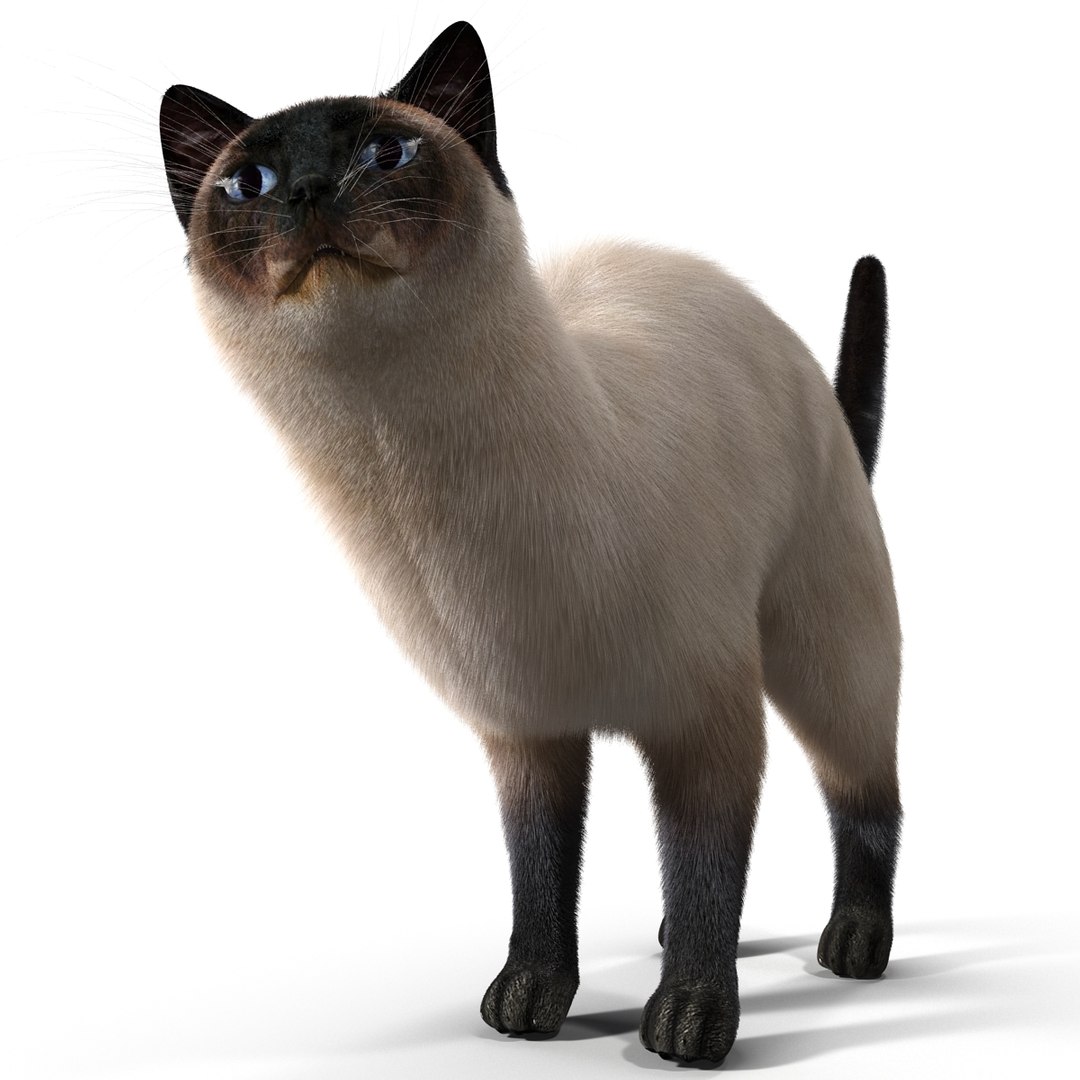 3d Model Of Siamese Cat Pose 4