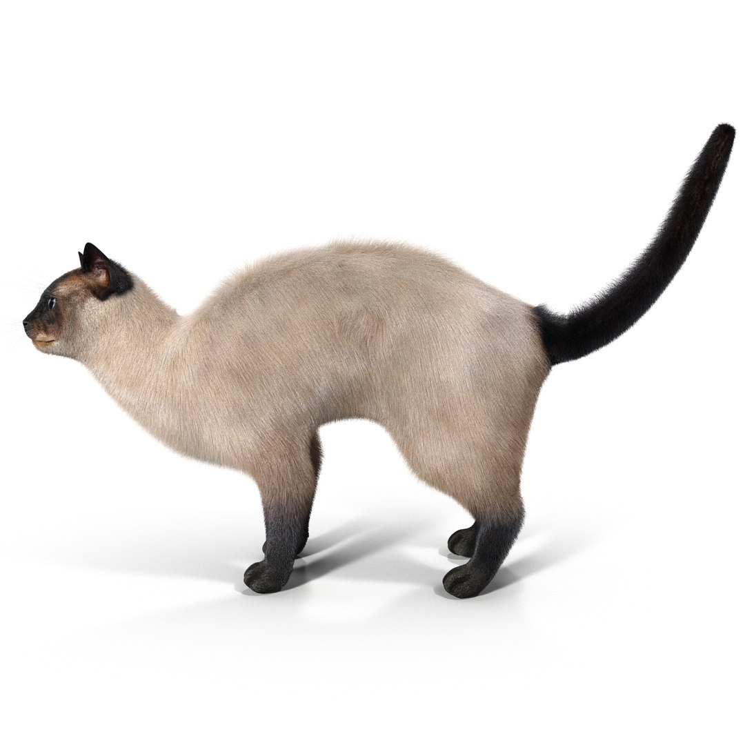 3d Model Of Siamese Cat Pose 4