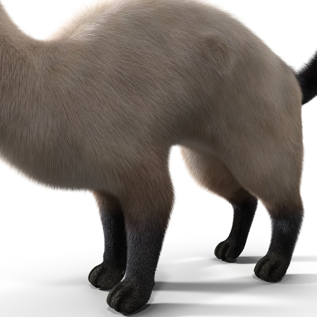 3d Model Of Siamese Cat Pose 4