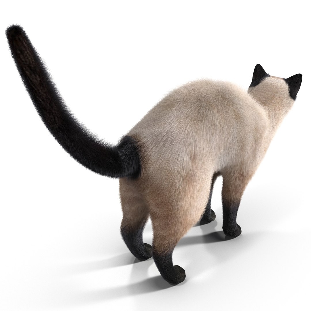 3d Model Of Siamese Cat Pose 4