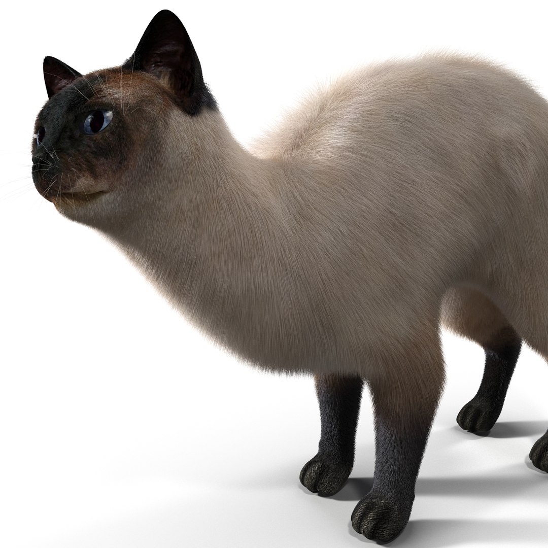 3d Model Of Siamese Cat Pose 4