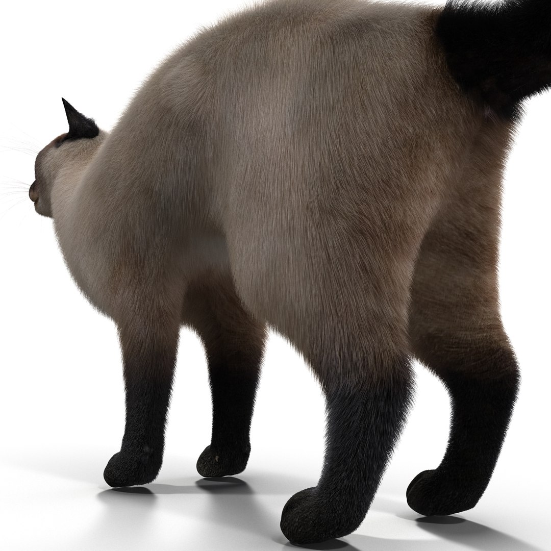 3d Model Of Siamese Cat Pose 4