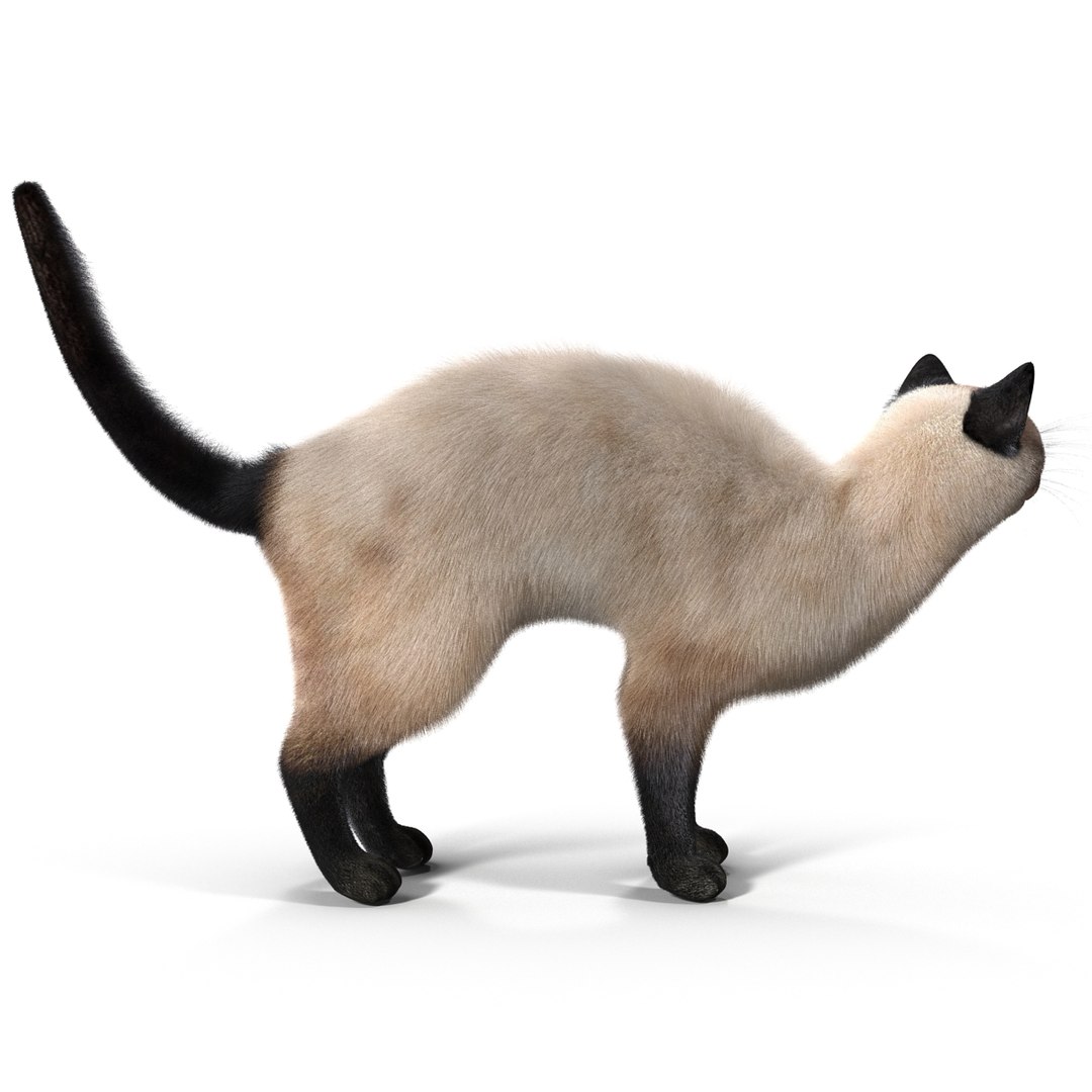 3d Model Of Siamese Cat Pose 4