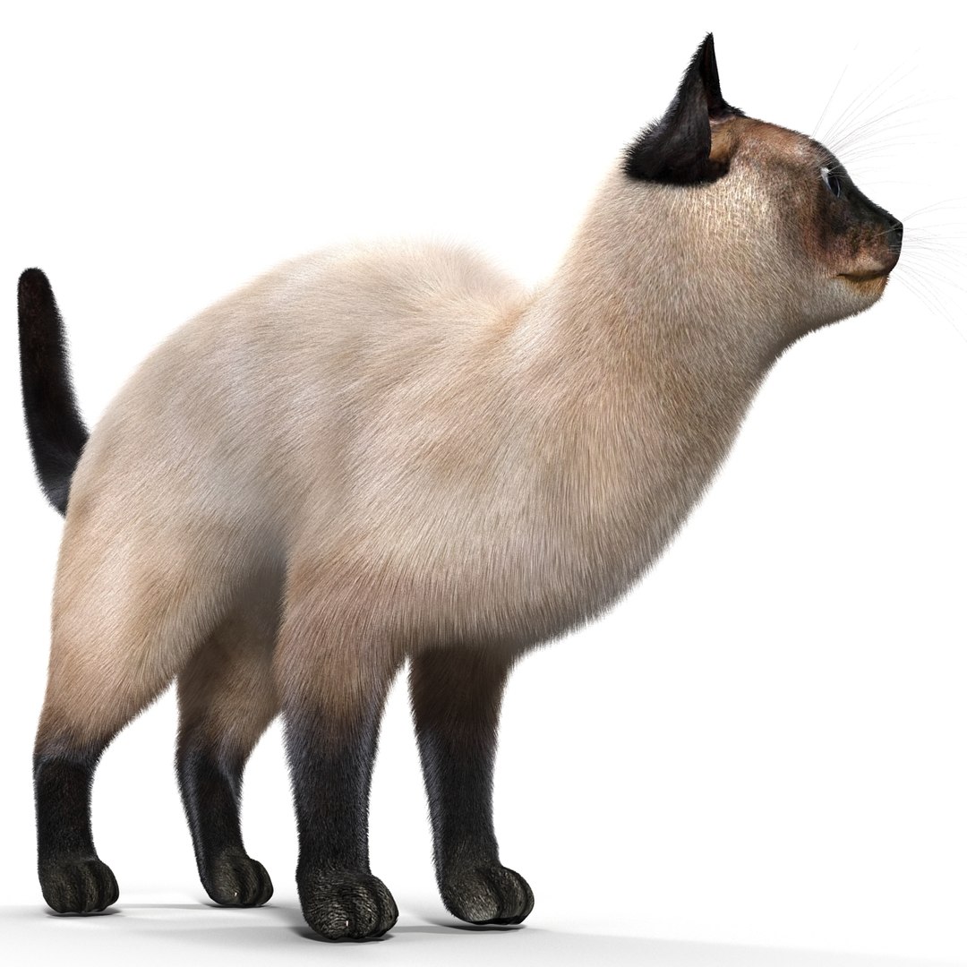 3d Model Of Siamese Cat Pose 4