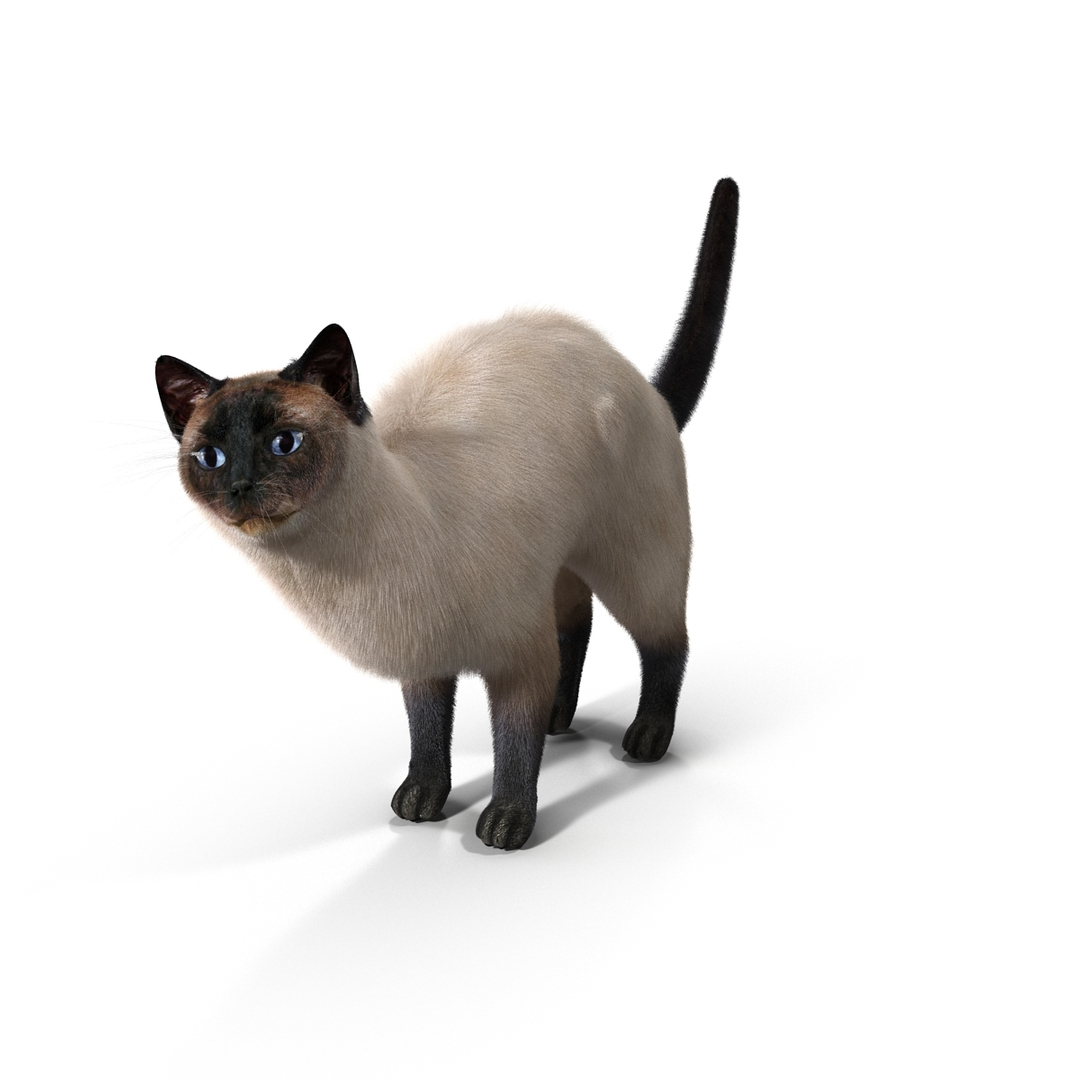 3d Model Of Siamese Cat Pose 4