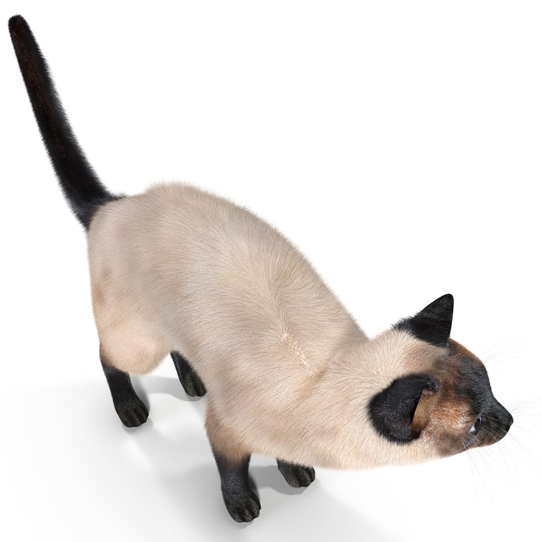 3d Model Of Siamese Cat Pose 4
