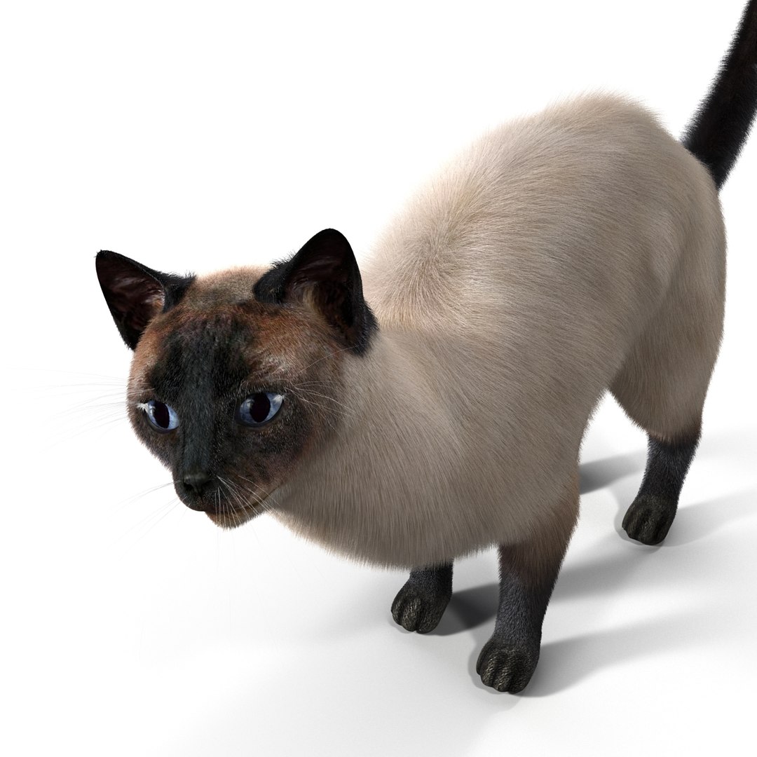 3d Model Of Siamese Cat Pose 4
