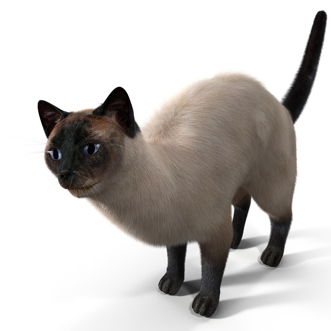 3d Model Of Siamese Cat Pose 4