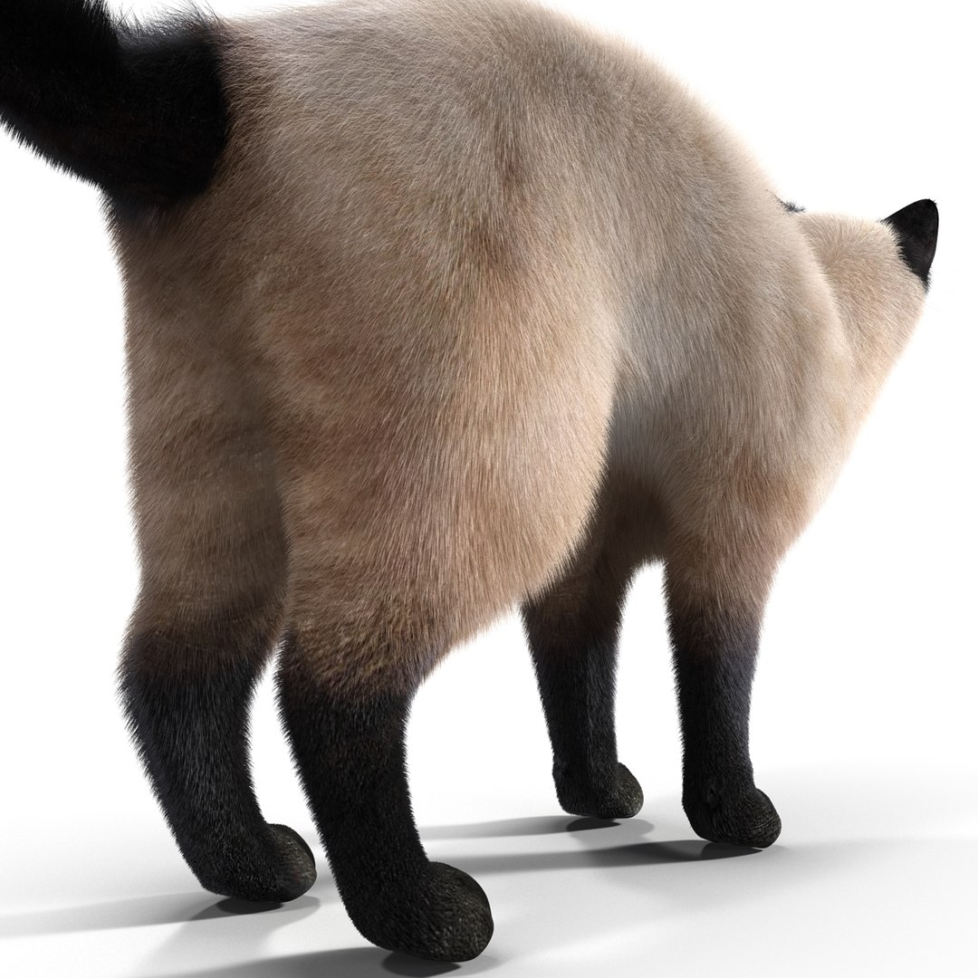 3d Model Of Siamese Cat Pose 4