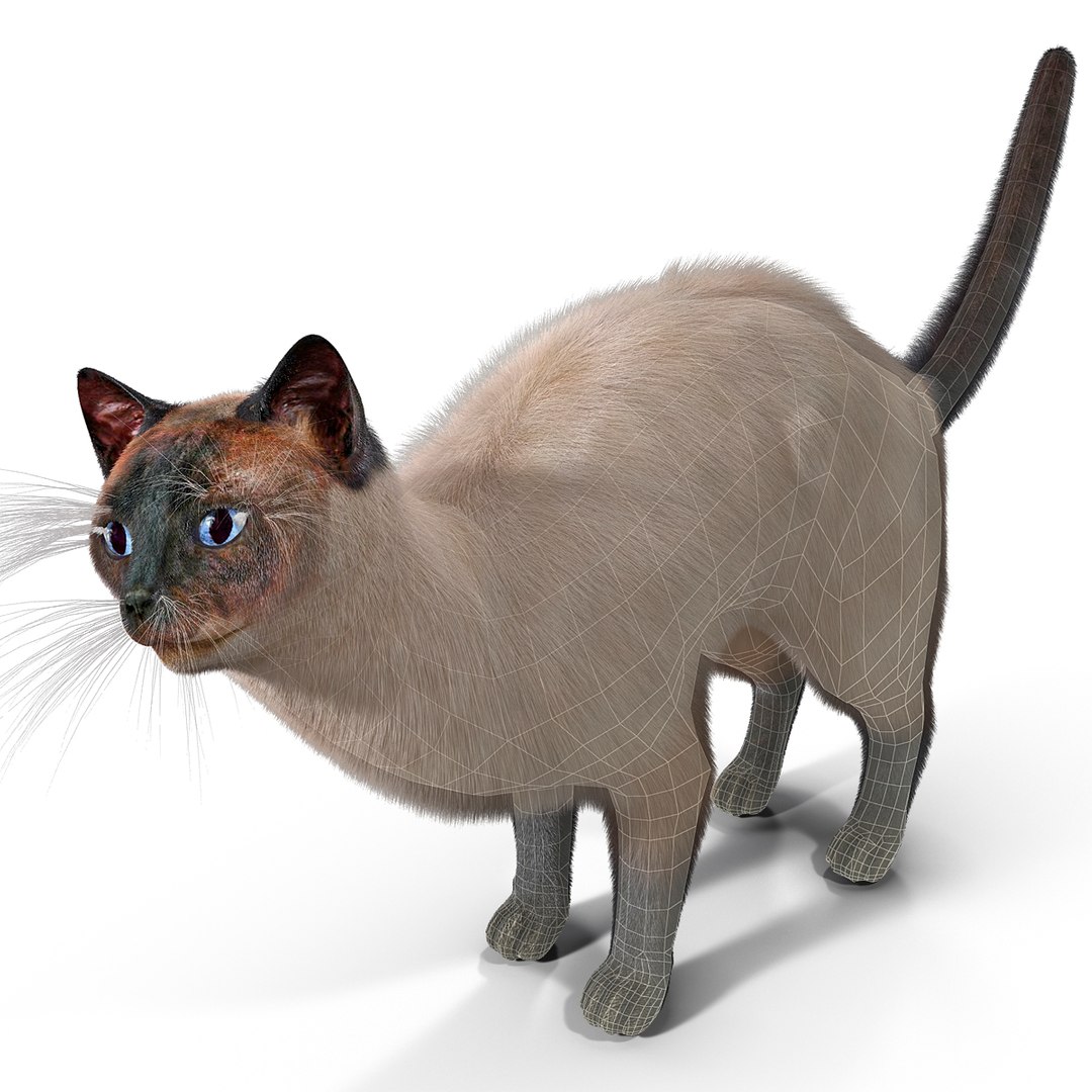 3d Model Of Siamese Cat Pose 4