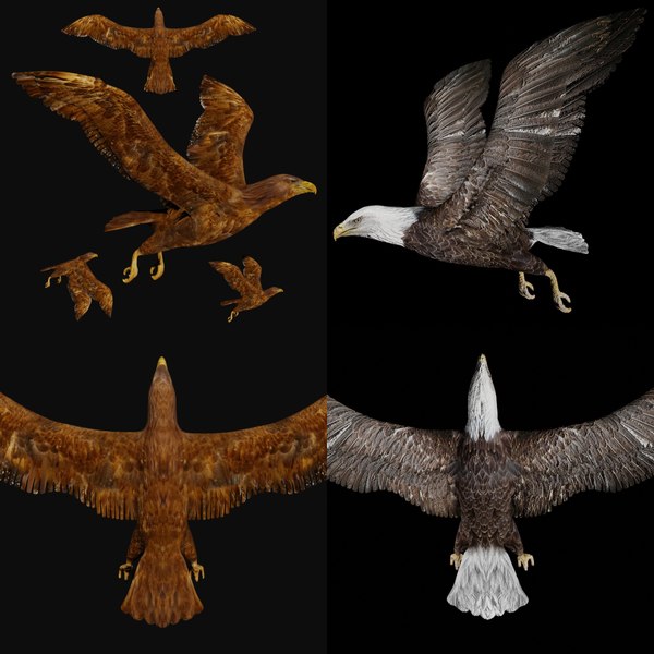 rigged flying eagle animation 3d model