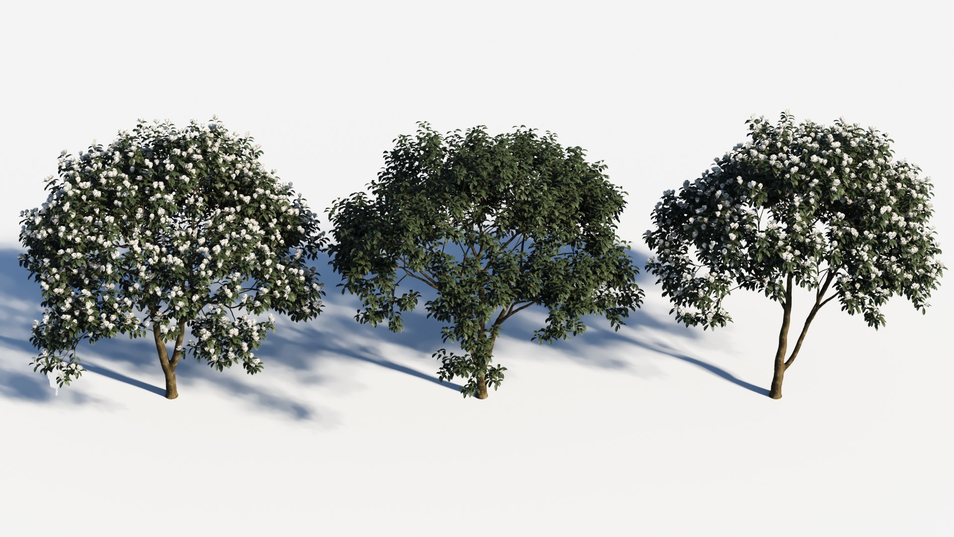 Magnolia Grandiflora A 3D Model - TurboSquid 2119158