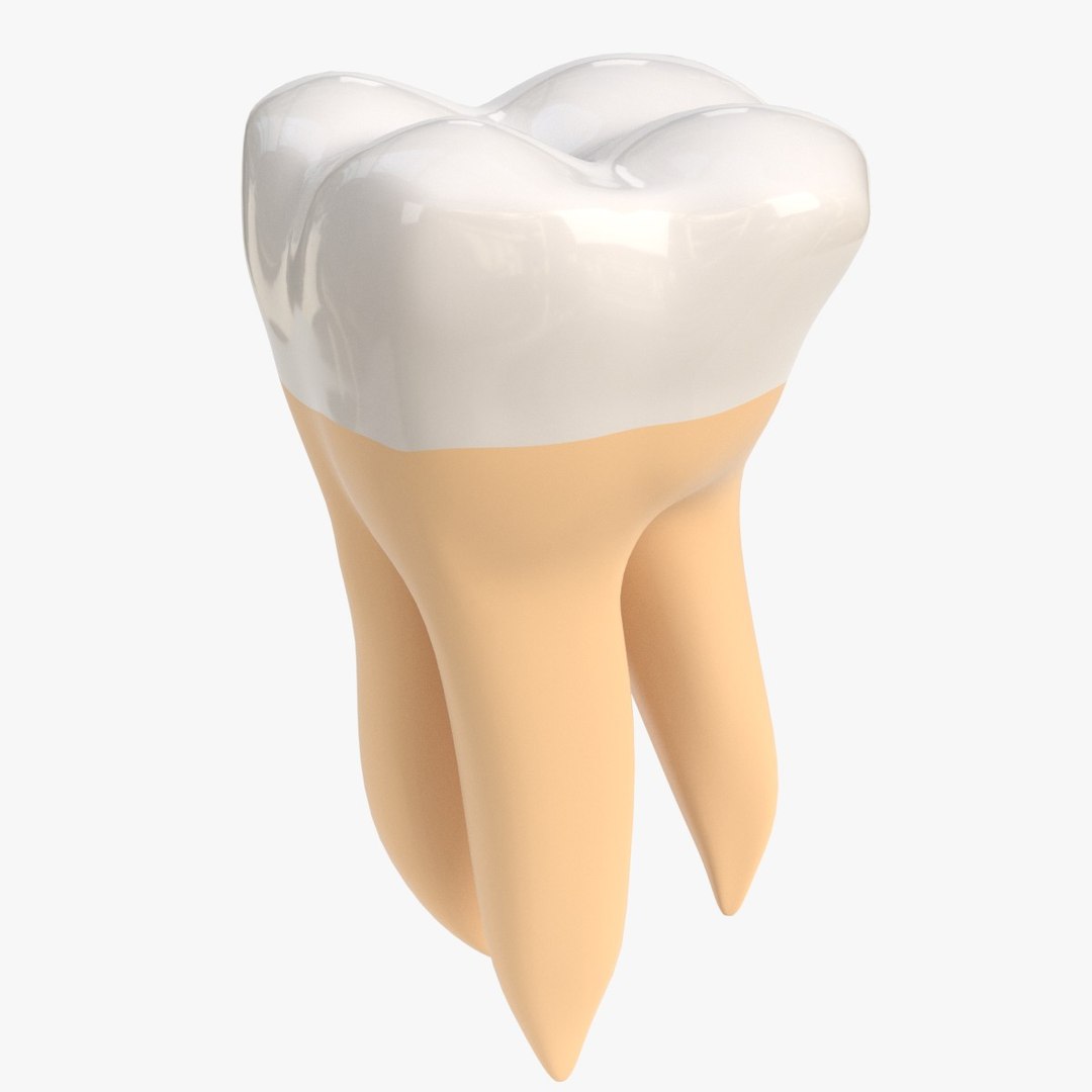 Stylized Human Second Molar 3D Model - TurboSquid 1374185