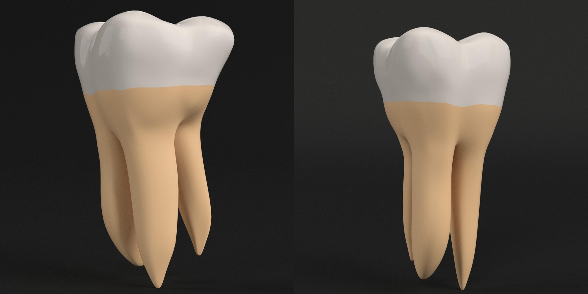 Stylized Human Second Molar 3D Model - TurboSquid 1374185