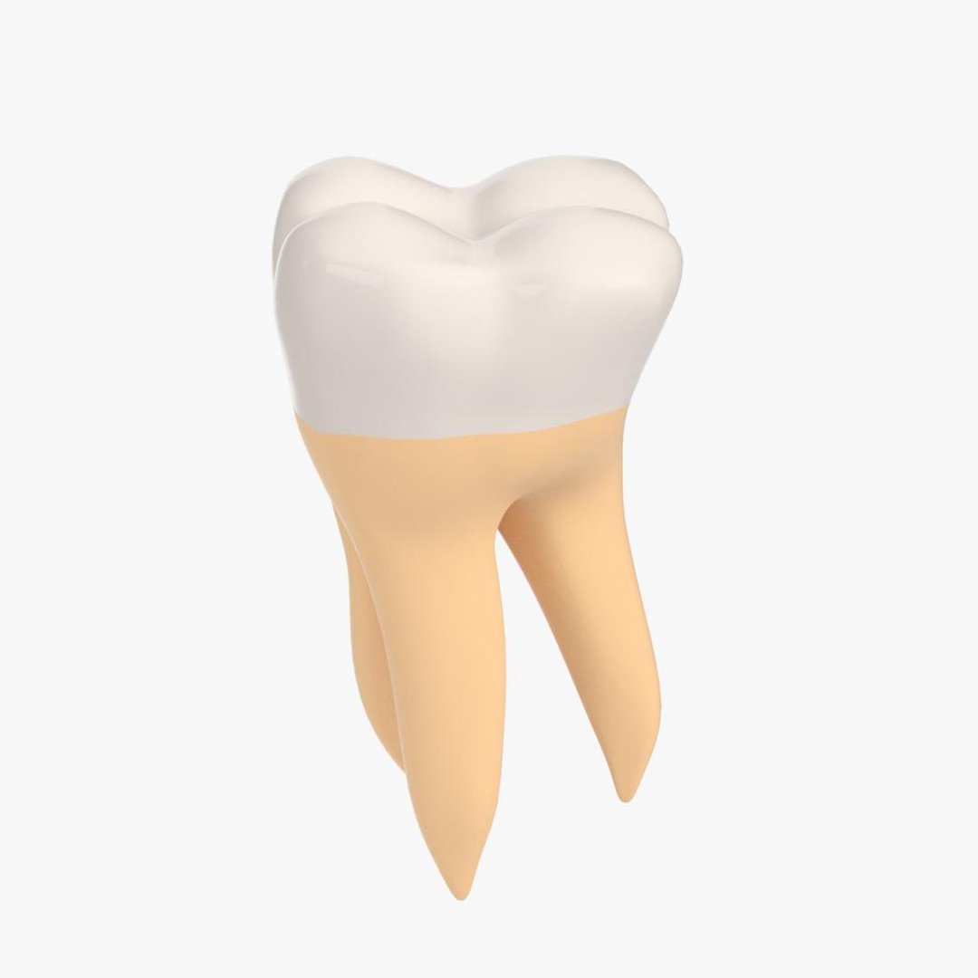 Stylized Human Second Molar 3D Model - TurboSquid 1374185
