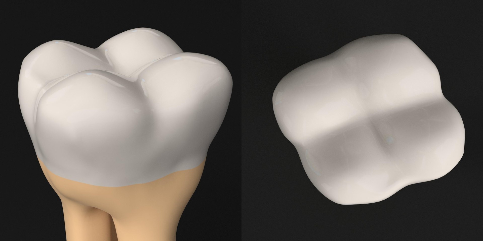 Stylized Human Second Molar 3D Model - TurboSquid 1374185