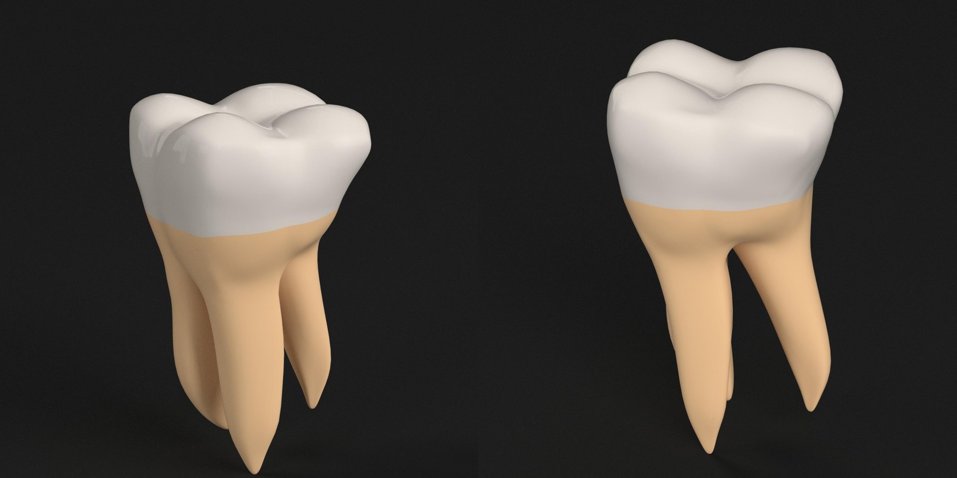 Stylized Human Second Molar 3D Model - TurboSquid 1374185