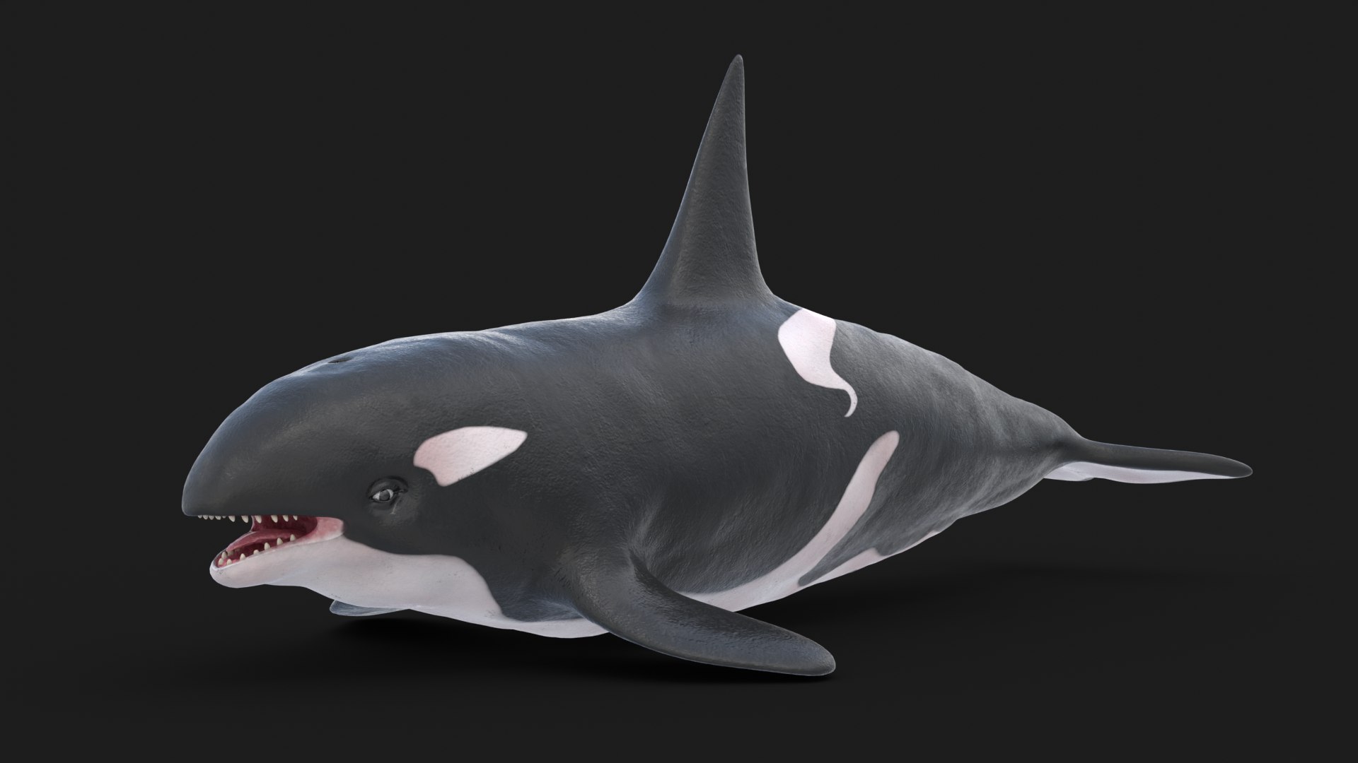 3D Killer Whale - TurboSquid 2122164