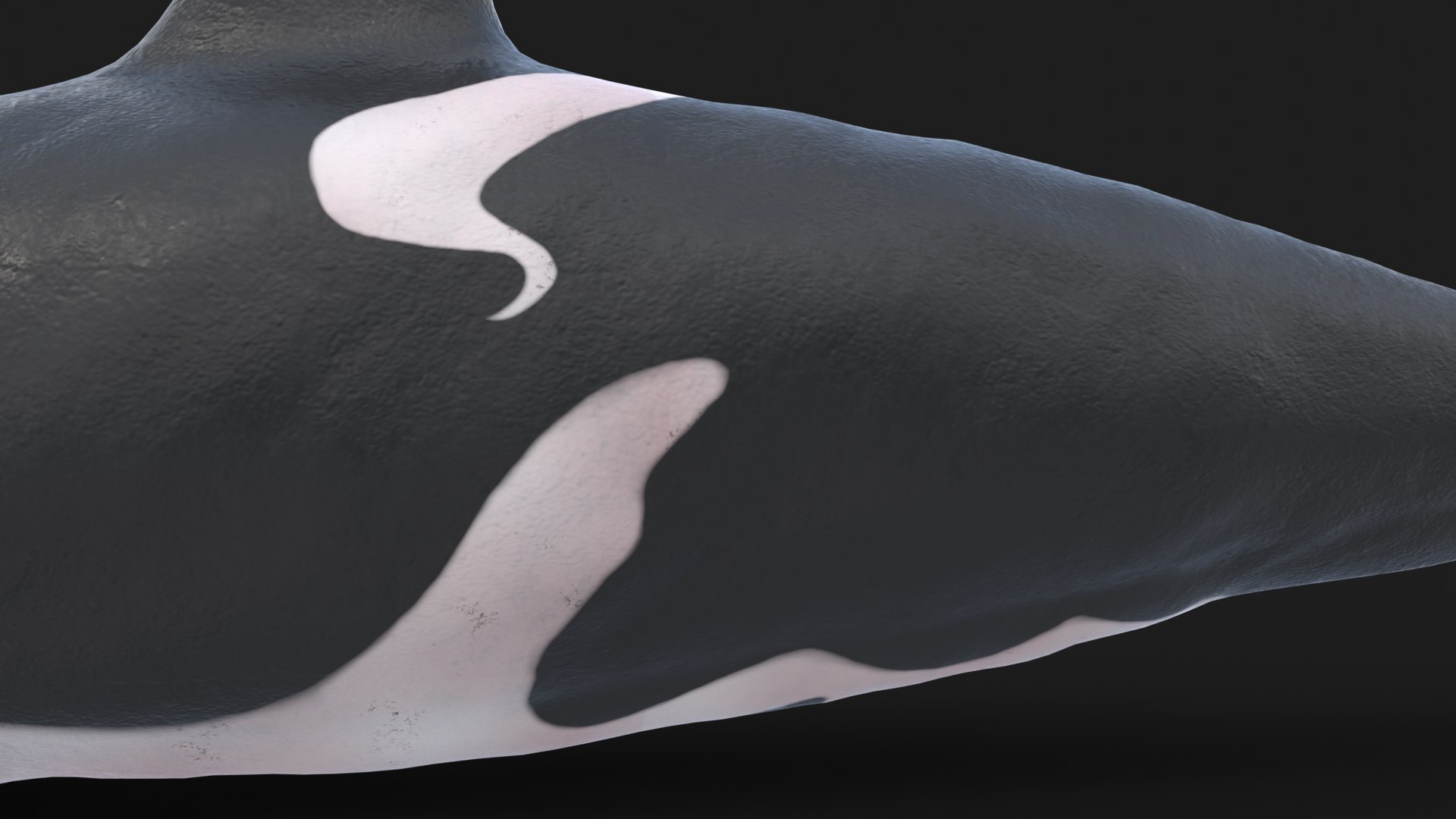 3D Killer Whale - TurboSquid 2122164