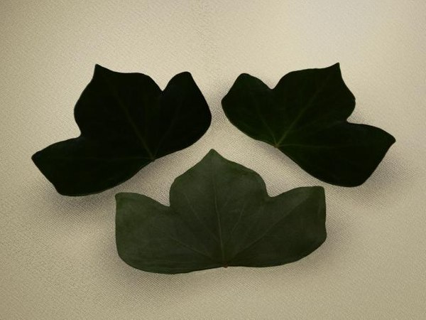 3d creeper trees model