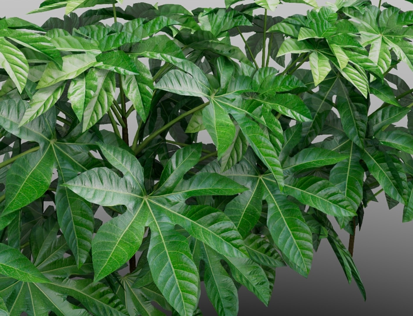 Fatsia Japonica Tree Model 3D Model - TurboSquid 2378787