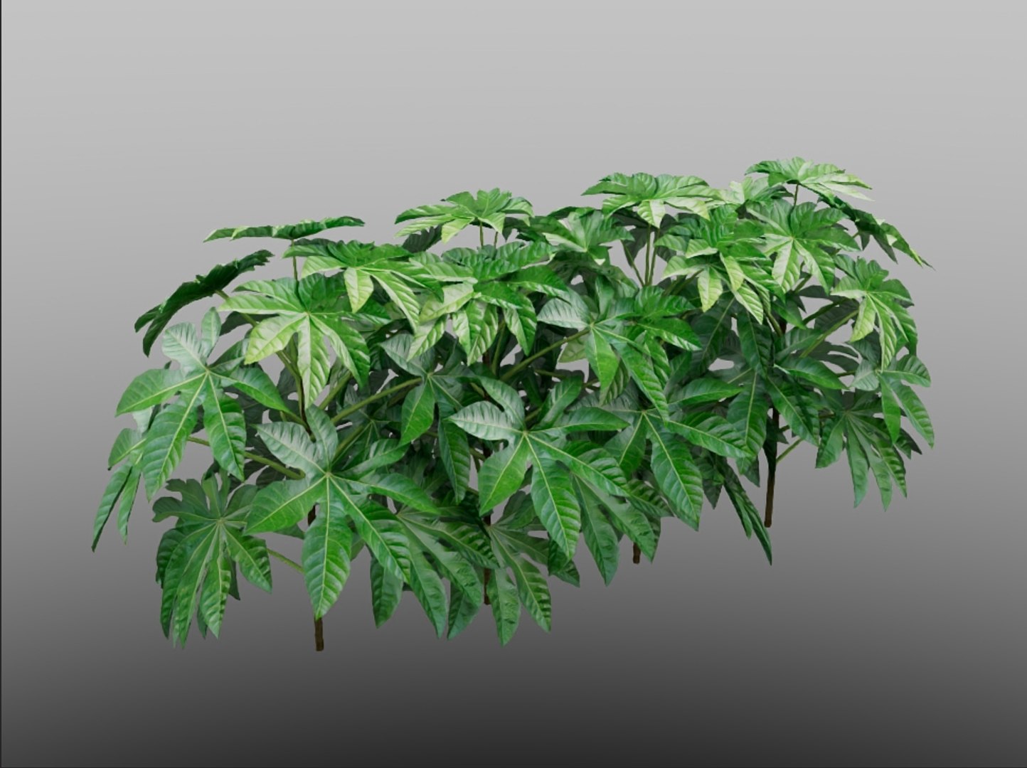 Fatsia Japonica Tree Model 3D Model - TurboSquid 2378787