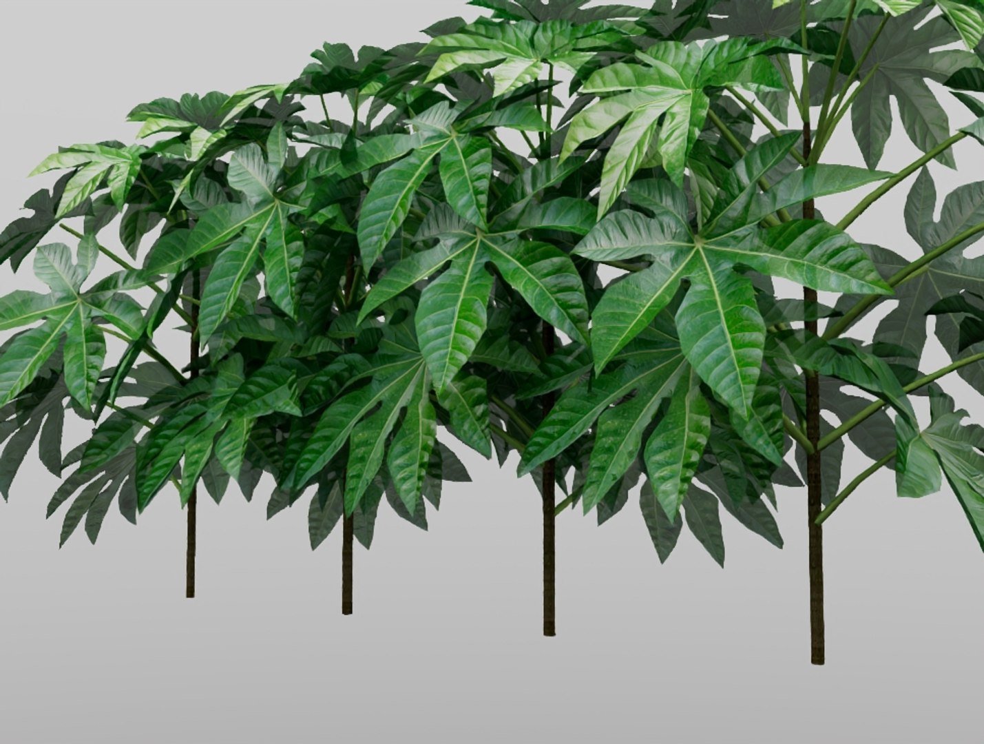 Fatsia Japonica Tree Model 3D Model - TurboSquid 2378787