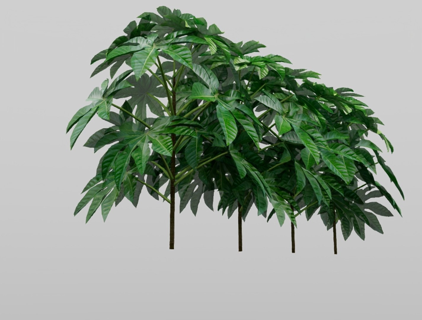 Fatsia Japonica Tree Model 3D Model - TurboSquid 2378787