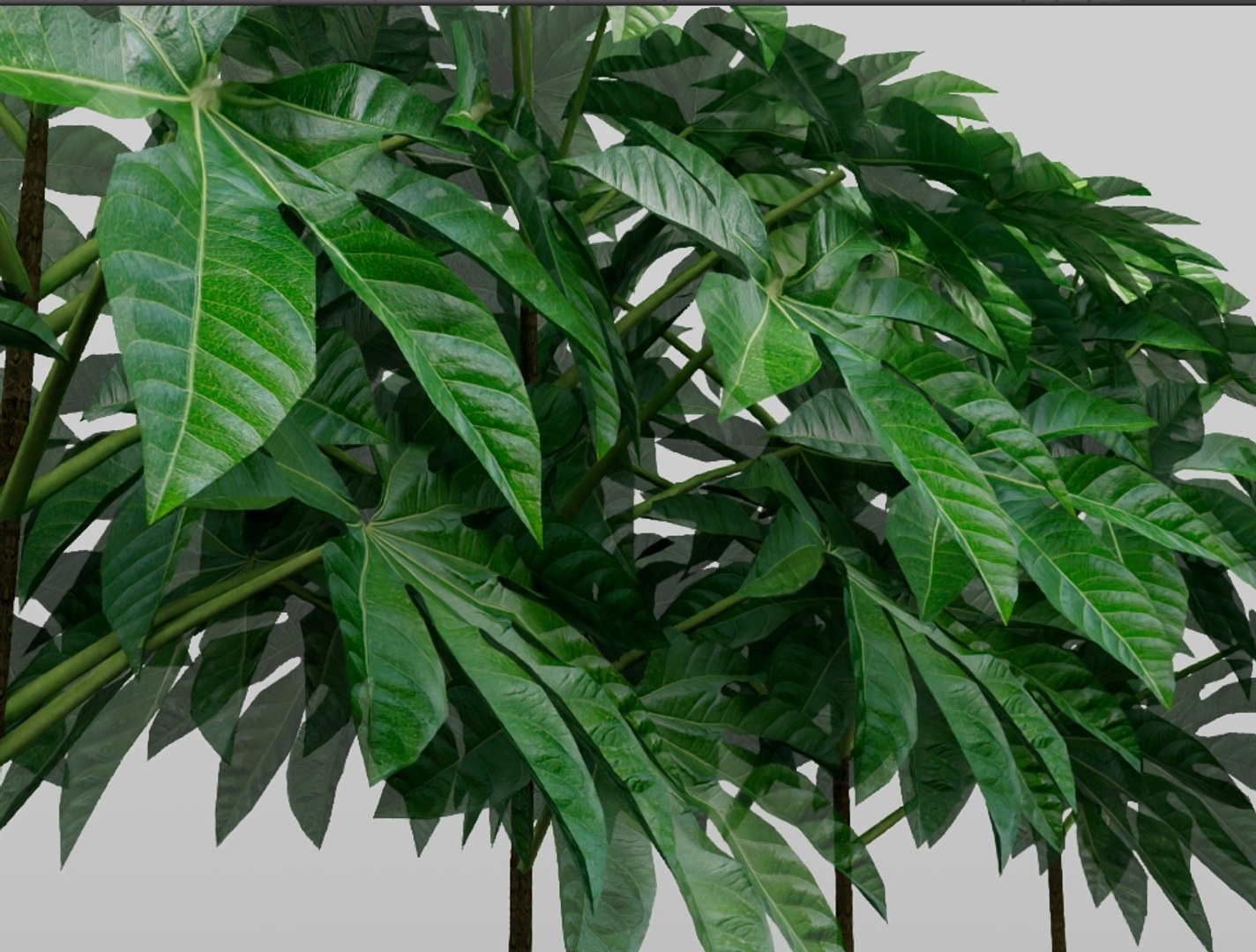 Fatsia Japonica Tree Model 3D Model - TurboSquid 2378787