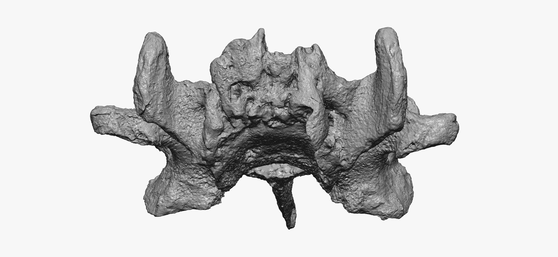 Pavian Monkey Male Cervical Vertebrae C6 RAW Scan 3D - TurboSquid 2143209