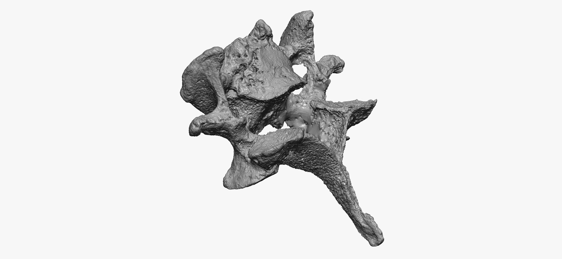 Pavian Monkey Male Cervical Vertebrae C6 RAW Scan 3D - TurboSquid 2143209