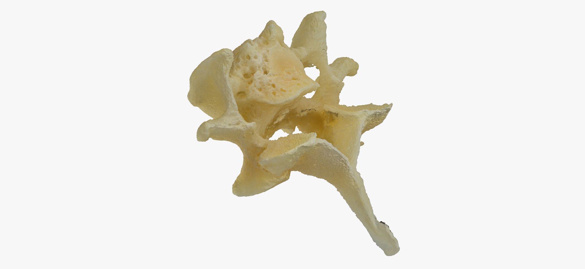 Pavian Monkey Male Cervical Vertebrae C6 RAW Scan 3D - TurboSquid 2143209