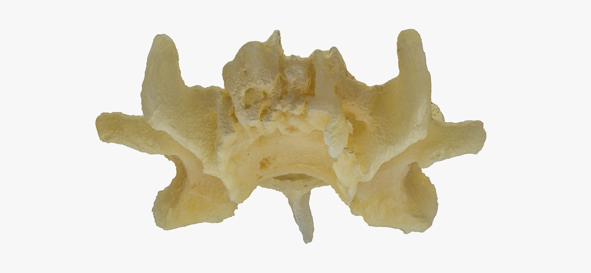 Pavian Monkey Male Cervical Vertebrae C6 RAW Scan 3D - TurboSquid 2143209