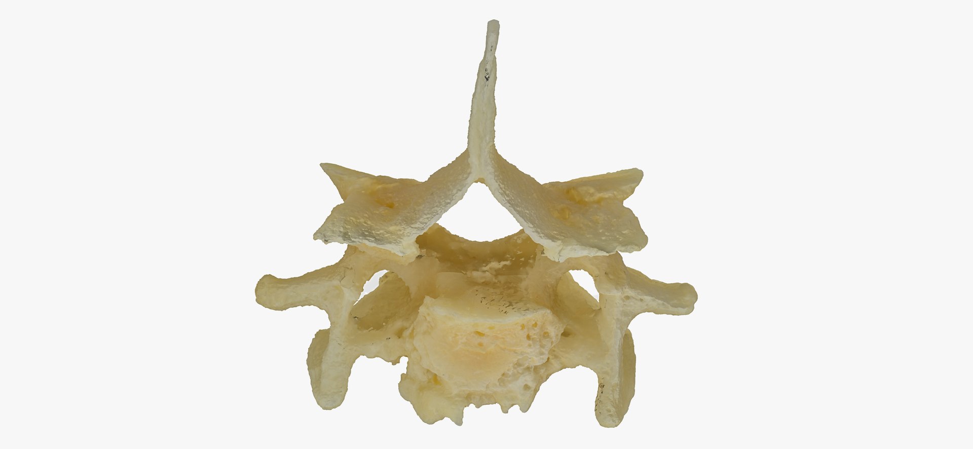 Pavian Monkey Male Cervical Vertebrae C6 RAW Scan 3D - TurboSquid 2143209