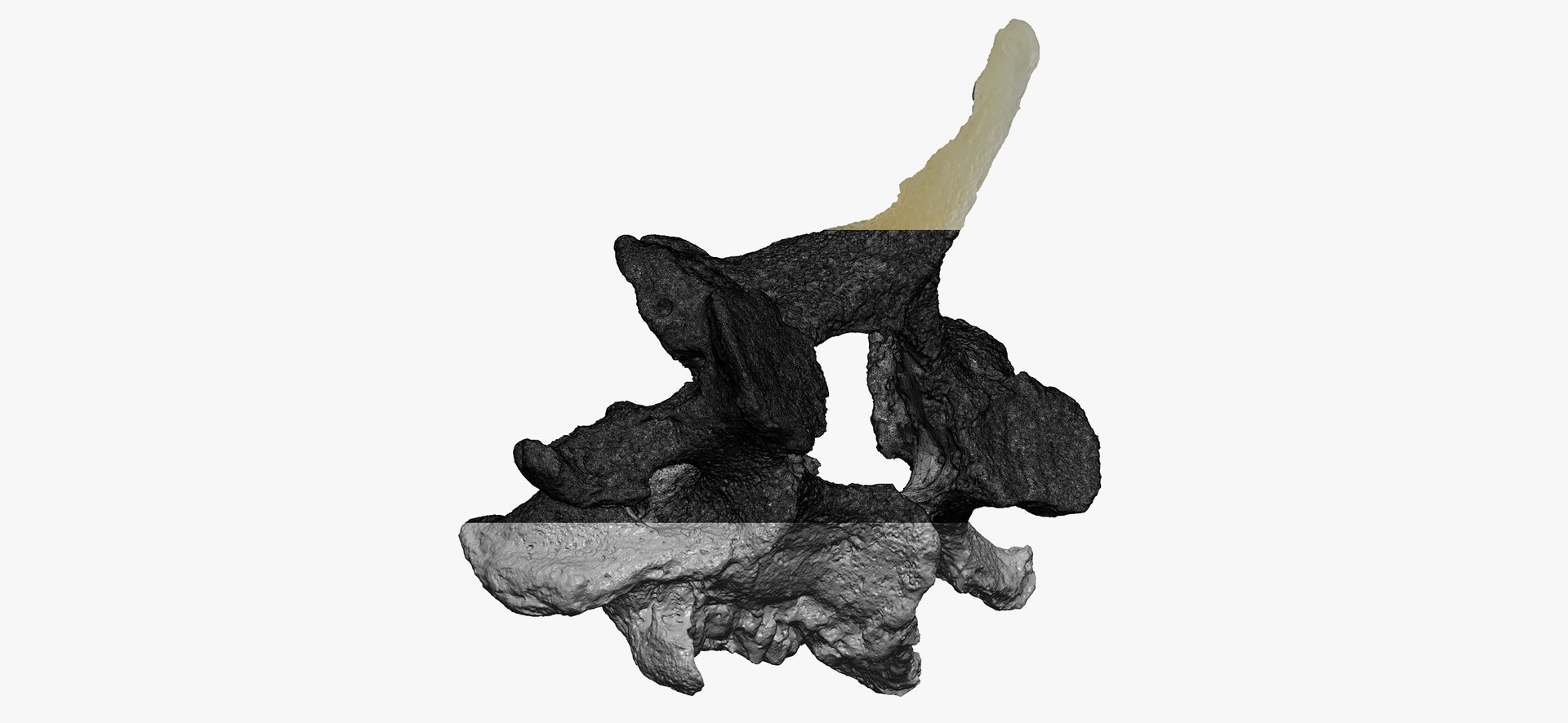 Pavian Monkey Male Cervical Vertebrae C6 RAW Scan 3D - TurboSquid 2143209