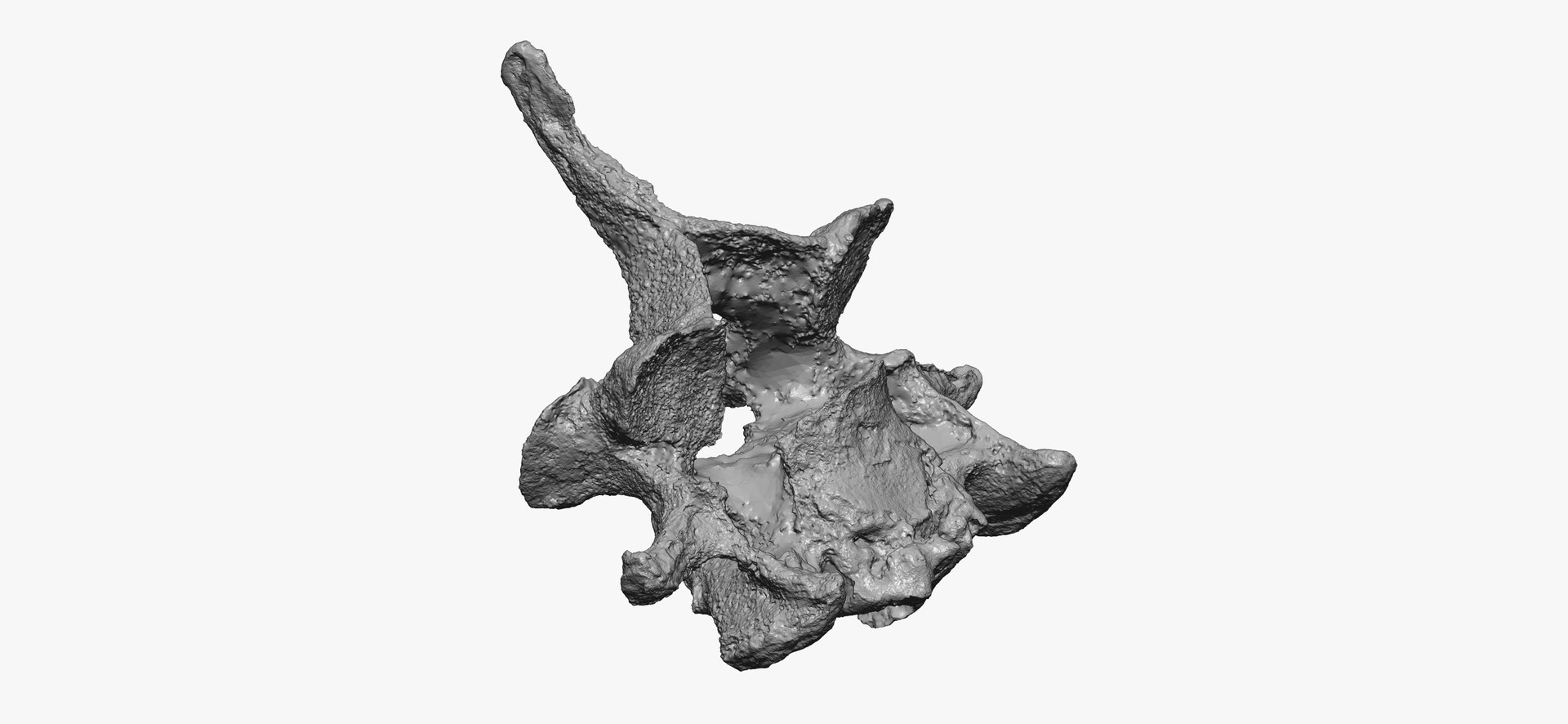 Pavian Monkey Male Cervical Vertebrae C6 RAW Scan 3D - TurboSquid 2143209