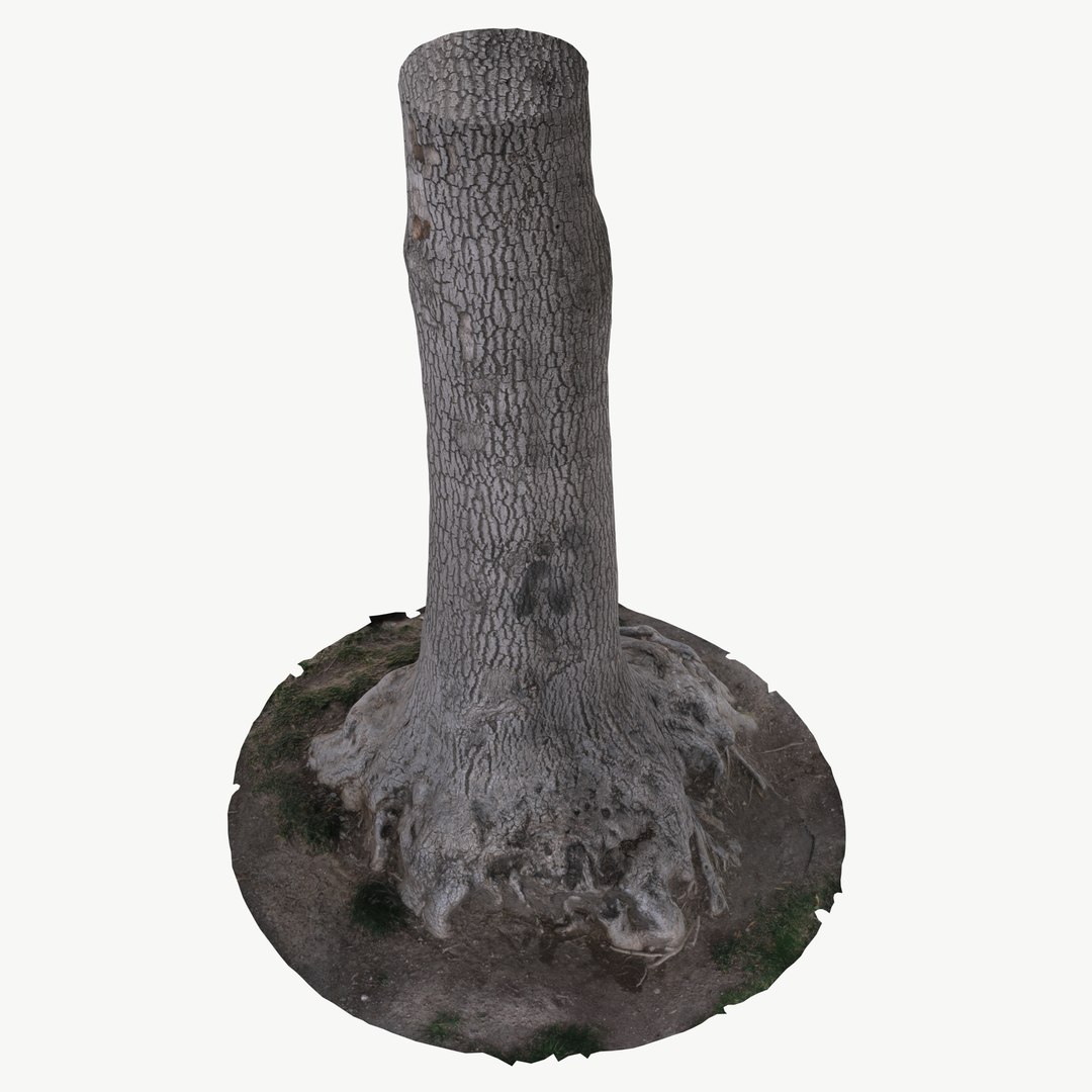 3D High Quality Scan Ash Tree Trunk - 1 Model - TurboSquid 2207971