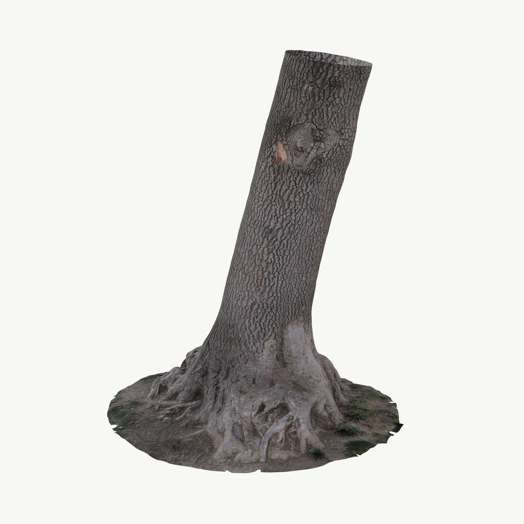 3D High Quality Scan Ash Tree Trunk - 1 Model - TurboSquid 2207971