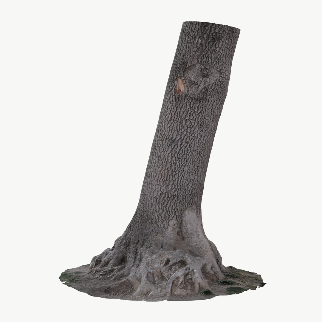 3D High Quality Scan Ash Tree Trunk - 1 Model - TurboSquid 2207971
