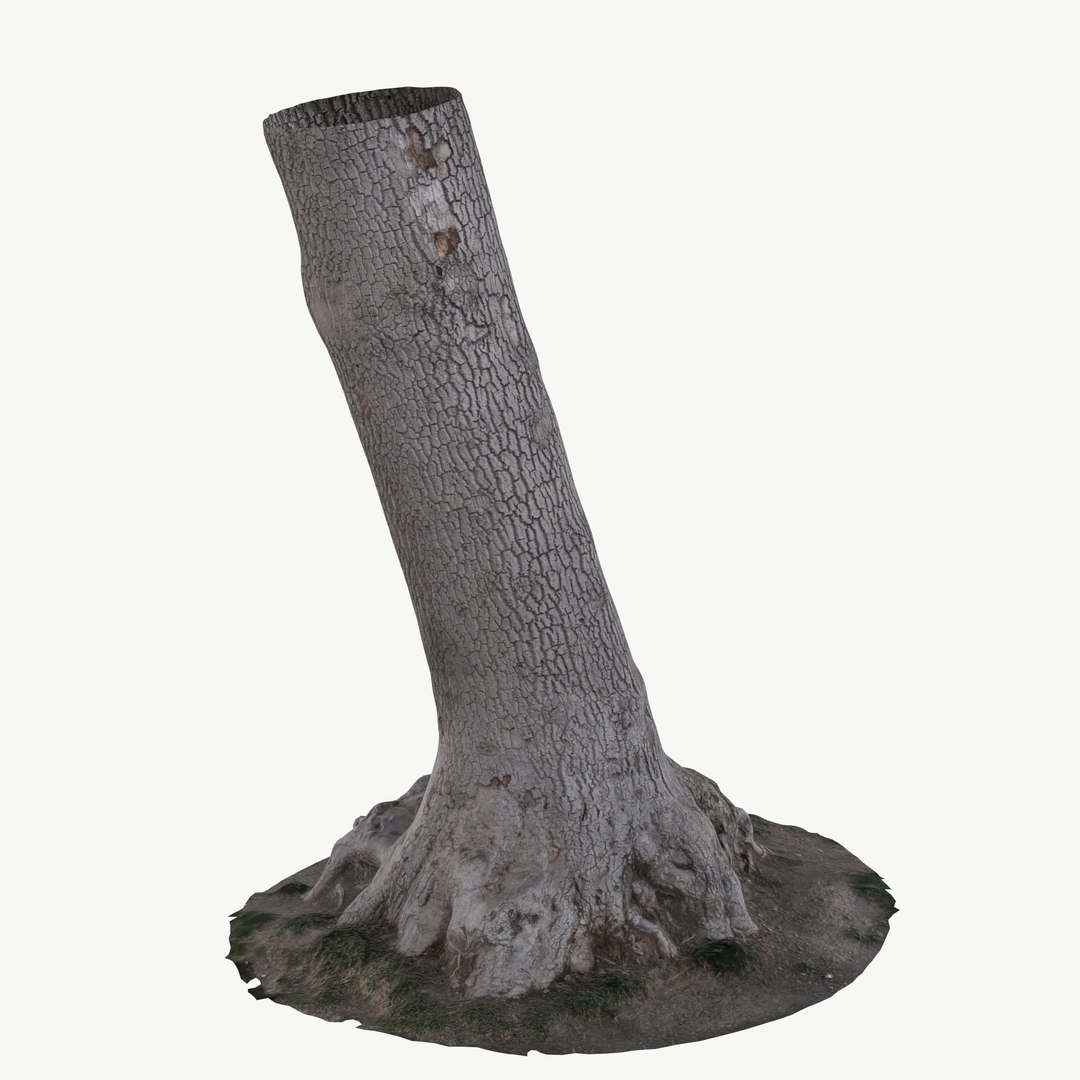 3D High Quality Scan Ash Tree Trunk - 1 Model - TurboSquid 2207971